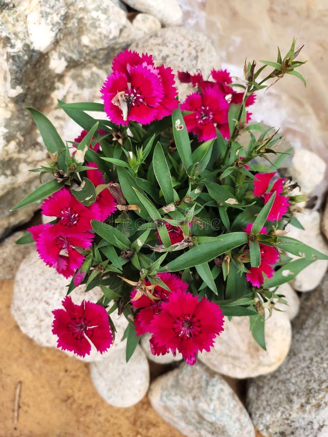 Gardening Pink Colour Flower, Stock Image - Image of flower, garden ...