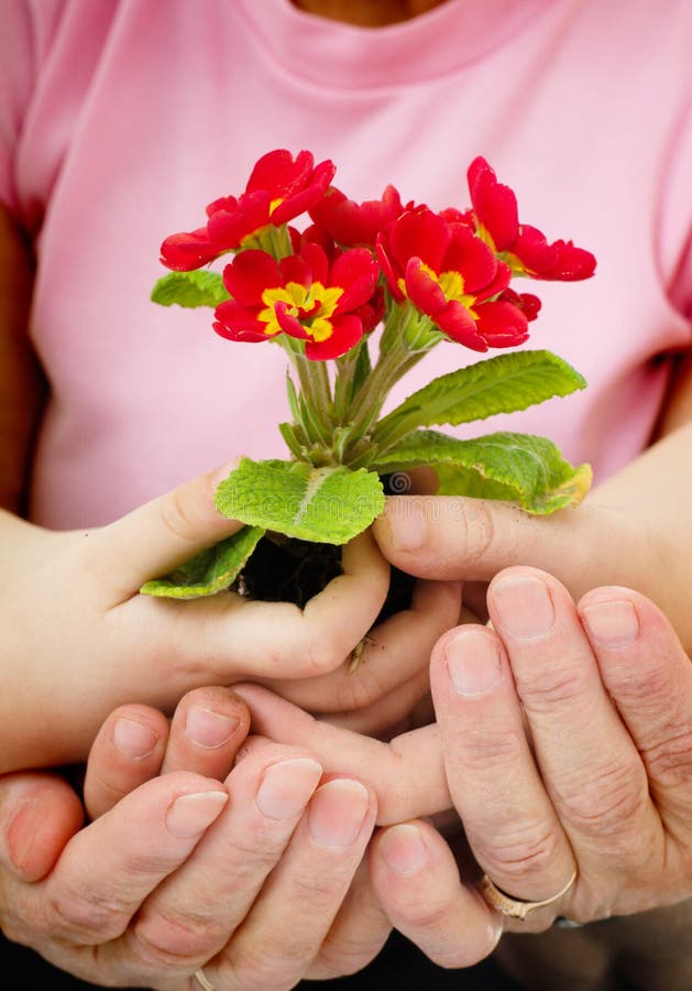 Gardening, Planting Concept Stock Photo - Image of little ...