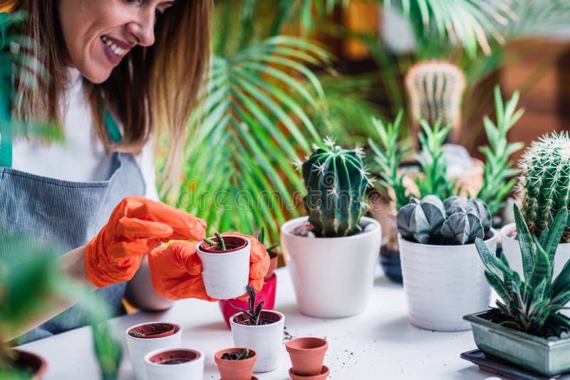 Gardening and Planting at Home Stock Photo - Image of tool, soil: 244526458