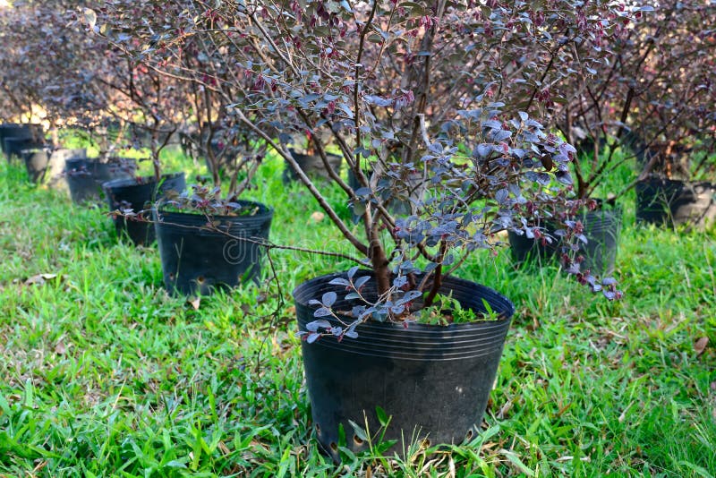 Gardening plants plantlet stock image. Image of bright - 35700645