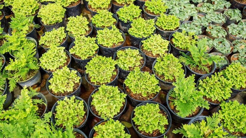 Gardening plants stock image. Image of gardening, care - 61407543