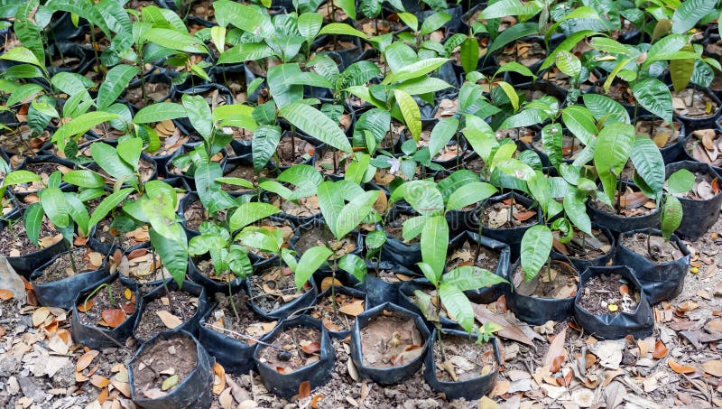 Gardening plants stock image. Image of growth, weeding - 62441601