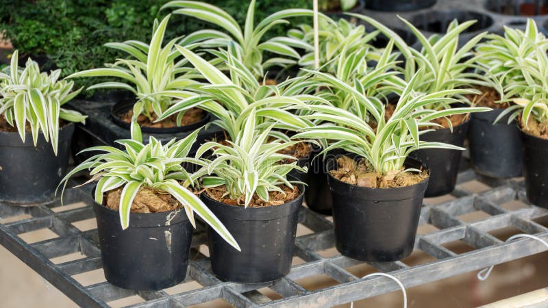 Gardening plants stock image. Image of gardener, garden - 62442709