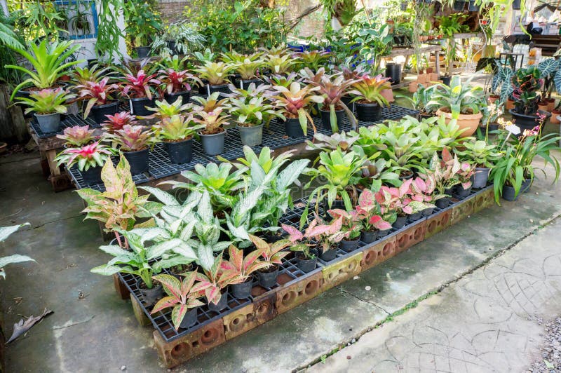 Gardening plants stock photo. Image of grass, horticulture - 64965984