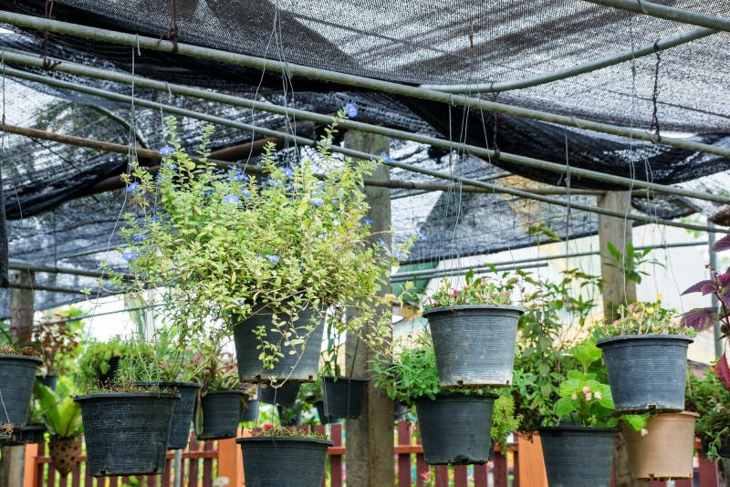 Gardening plants stock photo. Image of lush, growth, landscaping - 75526206