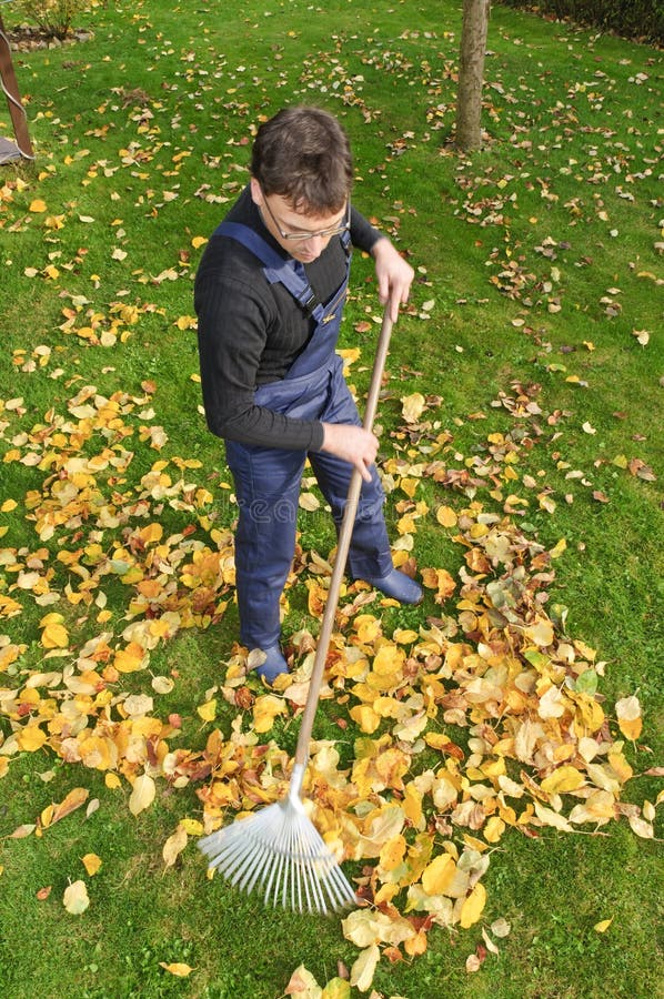 Gardening, Raking Leaves in the Fall Stock Photo - Image of clean ...