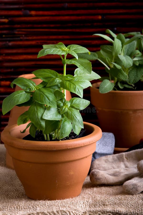 Gardening - Sage and Basil Herbs Stock Image - Image of sage, small ...
