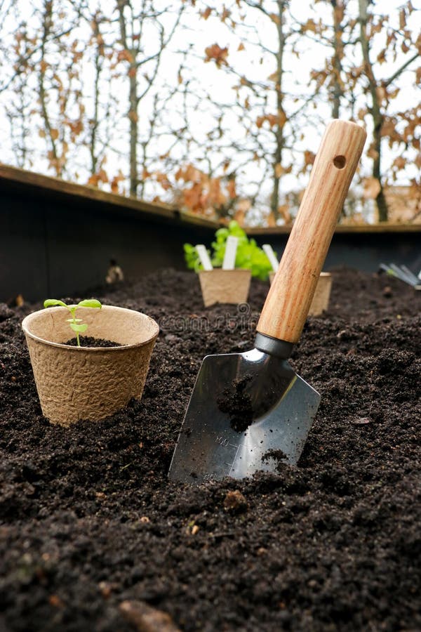 Gardening Scapula in Soil with Sprouts in Pots, Spring Gardening ...