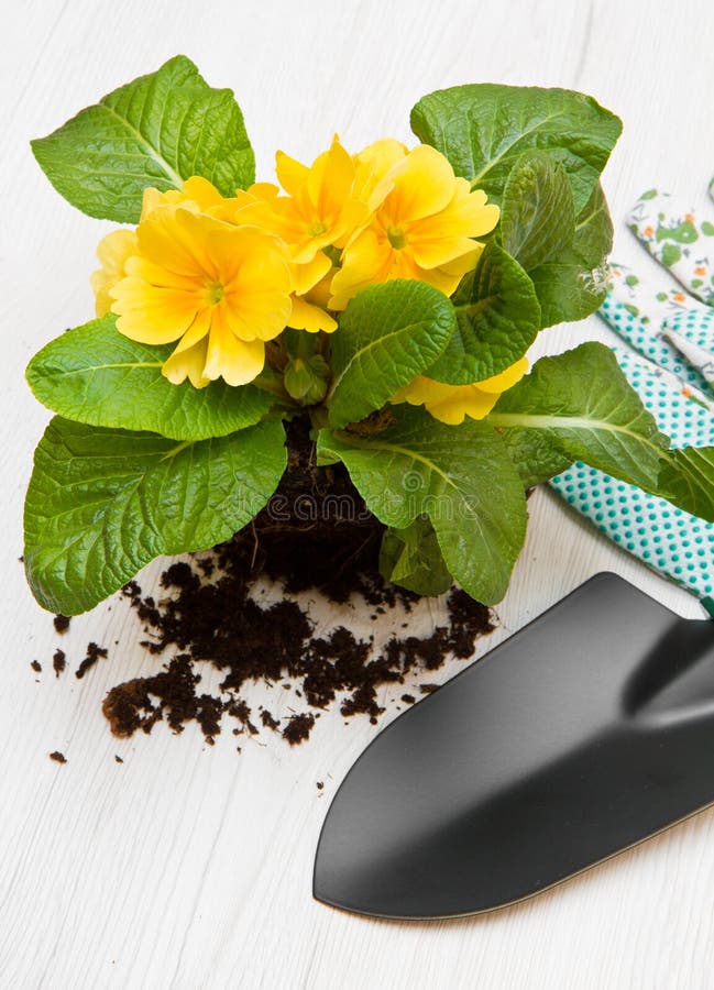 Gardening Tool and Colored Flower Stock Image - Image of farm, colored ...