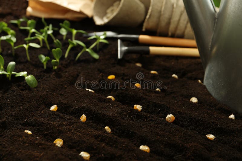 Gardening Tools Corn Seeds and Vegetable Seedlings in Fertile Soil ...