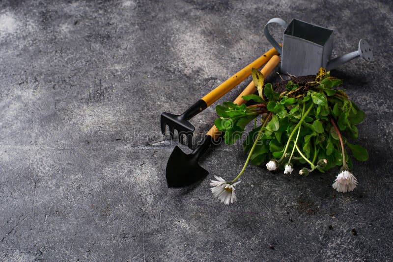 Gardening tools and flower stock photo. Image of work - 91991156