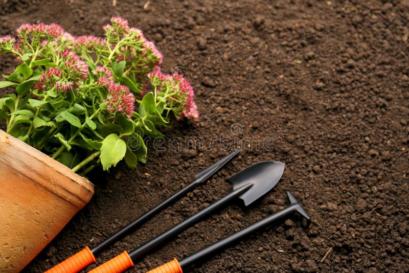 Gardening Tools and Flowers on Fresh Soil. Space for Text Stock Photo ...