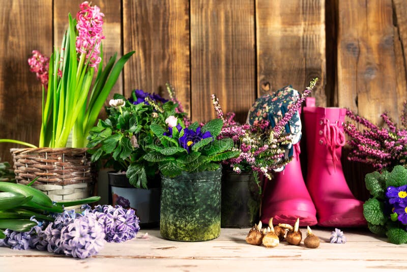 Gardening Tools and Flowers in the Pots Stock Image - Image of season ...