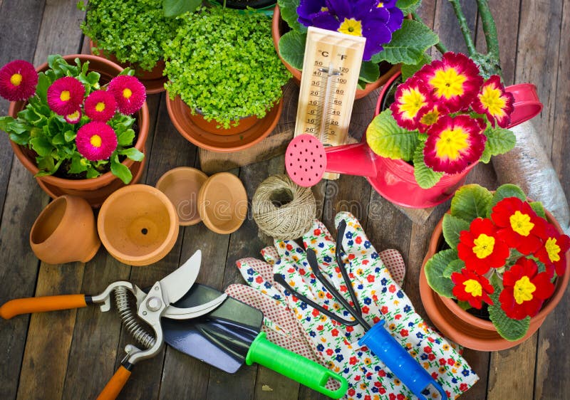 Gardening Tools and Spring Flowers on the Terrace Stock Photo - Image ...