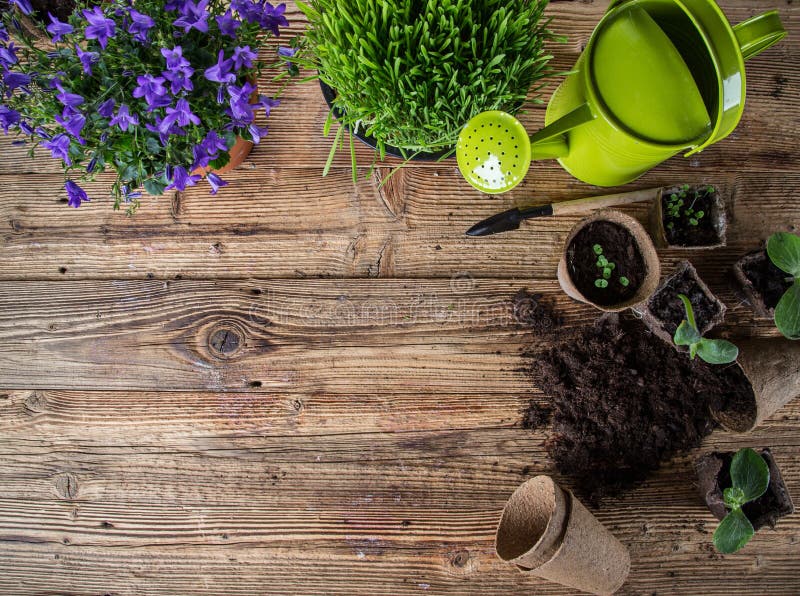 Gardening Tools and Flowers on Wooden Background Stock Photo - Image of ...