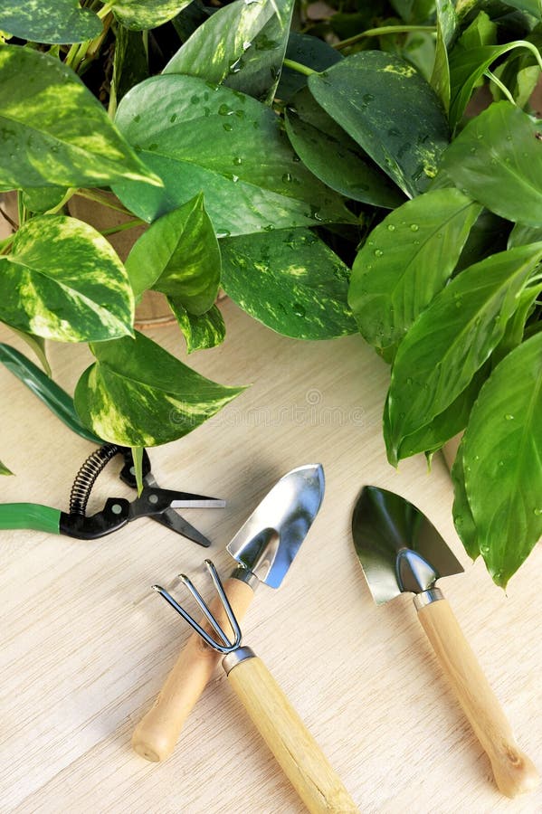 Gardening Tools and Houseplants Stock Image - Image of carry, hobby ...