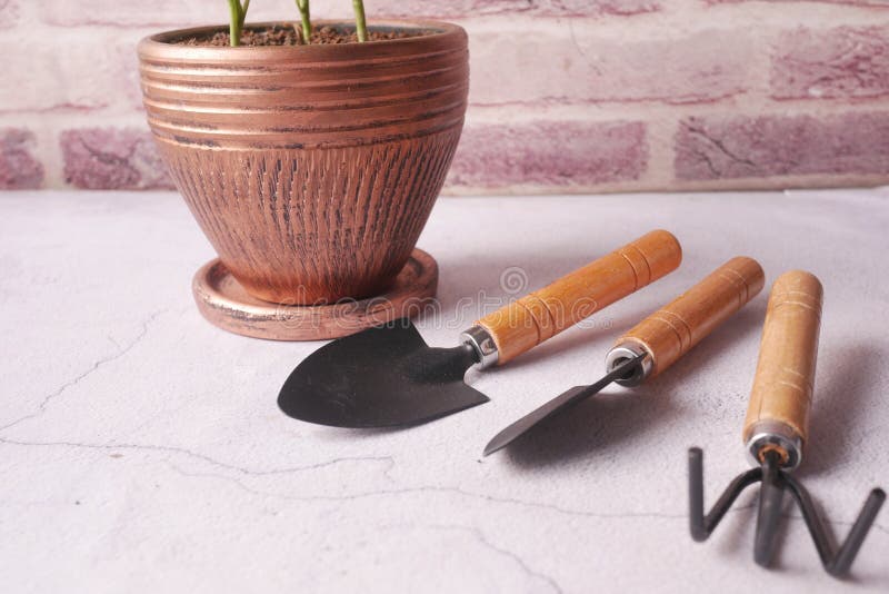 Gardening Tools and Plant on a Table with Copy Space Stock Photo ...
