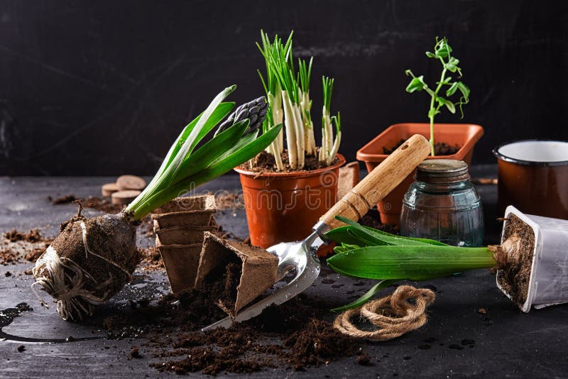 Gardening tools and plants stock photo. Image of shabby - 111519474