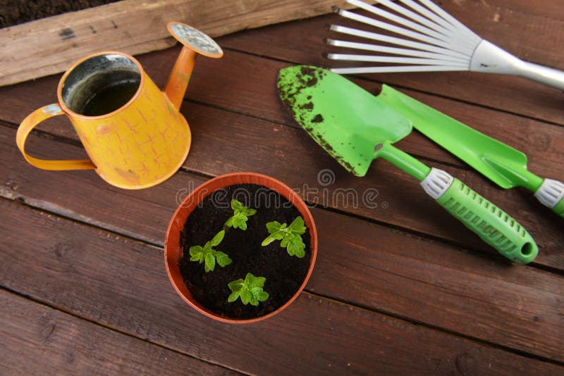 Gardening tools stock photo. Image of table, spring, plants - 39388324