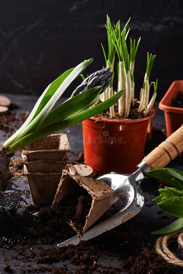 Gardening tools and plants stock photo. Image of tools - 111660958