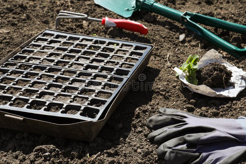 Gardening Tools, Seed Box and Strawberry Plant on Soil Stock Image ...