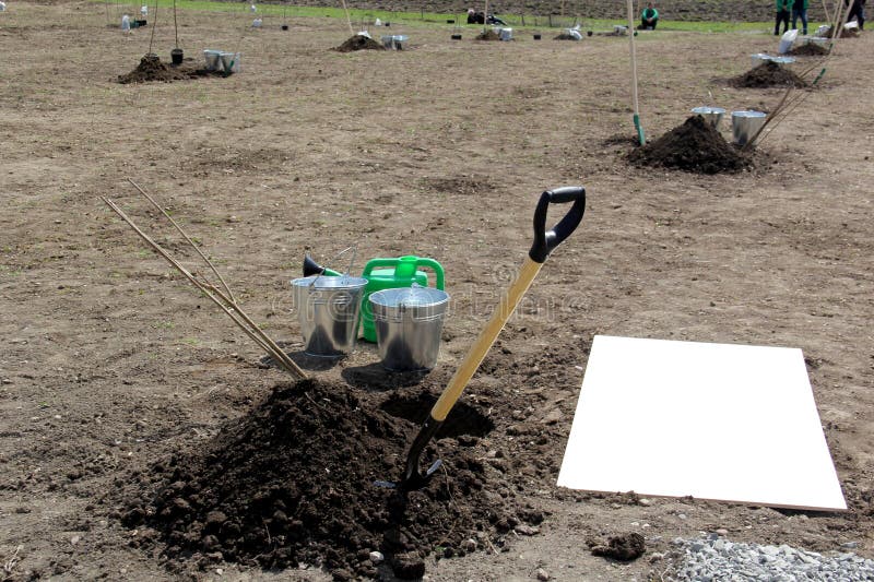 Gardening Tools and Seedlings on the Surface of the Soil. Tree Planting ...