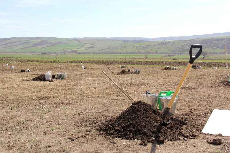 Gardening Tools and Seedlings on the Surface of the Soil. Tree Planting ...