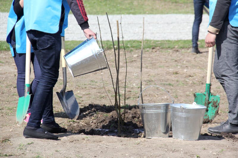 Gardening Tools and Seedlings on the Surface of the Soil. Tree Planting ...