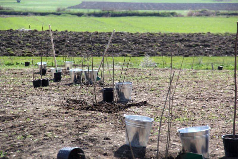 Gardening Tools and Seedlings on the Surface of the Soil. Tree Planting ...