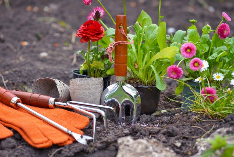 Gardening Tools and Spring Flowers in the Garden. Gardening Concept ...