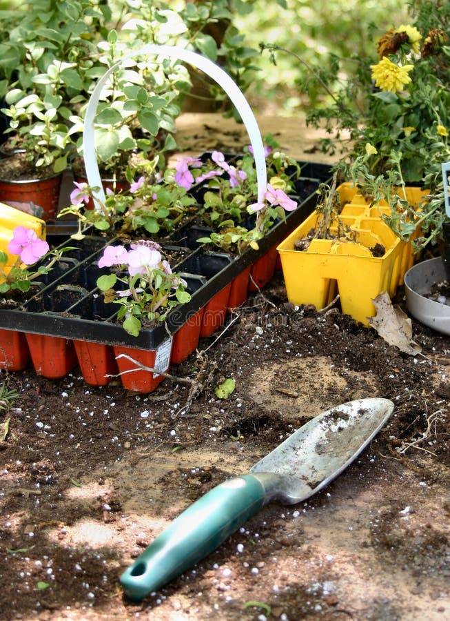 Gardening Tools and Spring Plants Stock Photo - Image of flowers ...