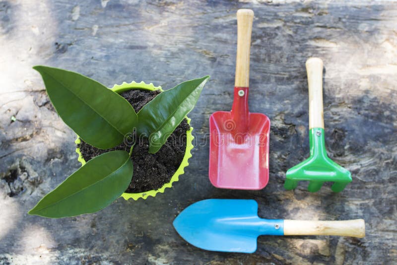 Gardening Tools and Young Plant Stock Photo - Image of environment ...