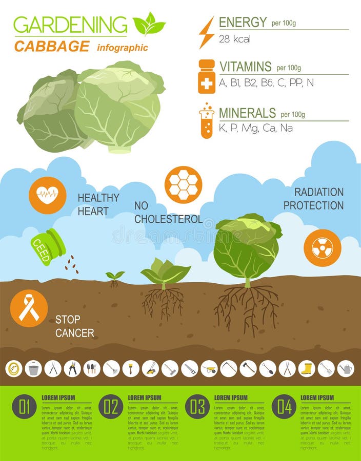 Gardening Work, Farming Infographic. Cabbage. Graphic Template. Stock ...