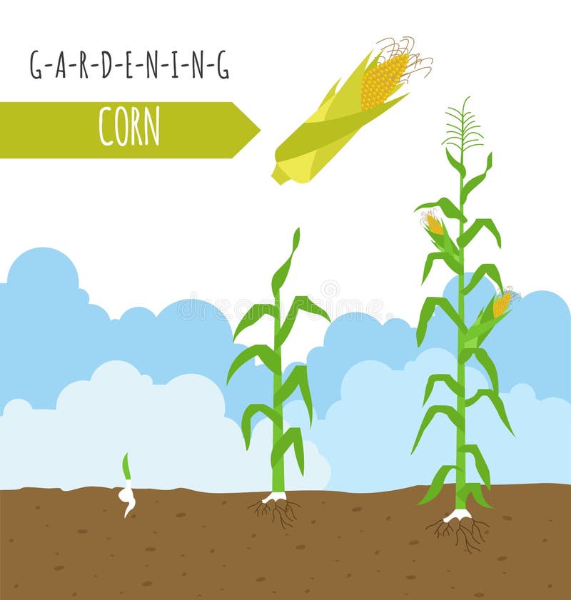 Gardening Work, Farming Infographic. Corn. Graphic Template Stock ...