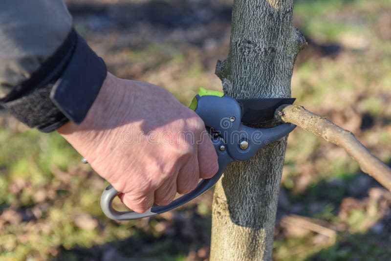 Gardening Work in Spring Time Stock Photo - Image of secateurs, bush ...