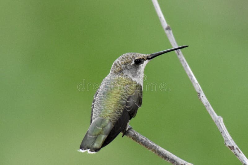 Hummingbird stock image. Image of gardens, hummingbird - 129423613
