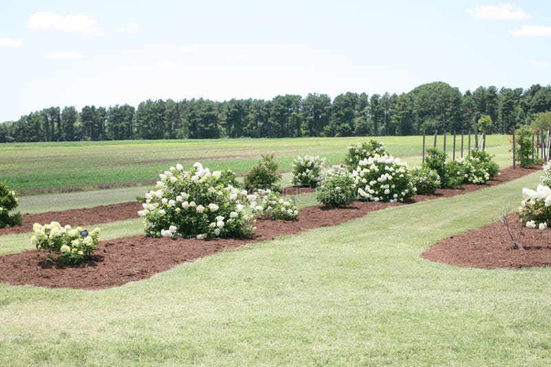 Gardens and Fields of Flowers Stock Image - Image of horticulture ...