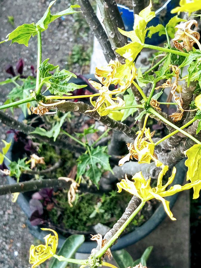 Gardens Flower Viral for Indonesia West Java Stock Image - Image of ...