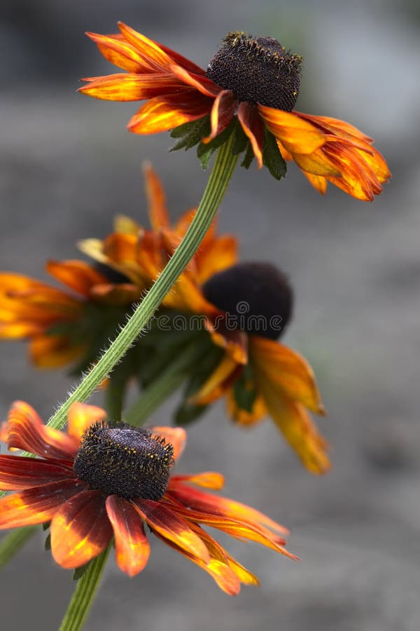 Gardens flowers stock photo. Image of species, beautiful - 63899524