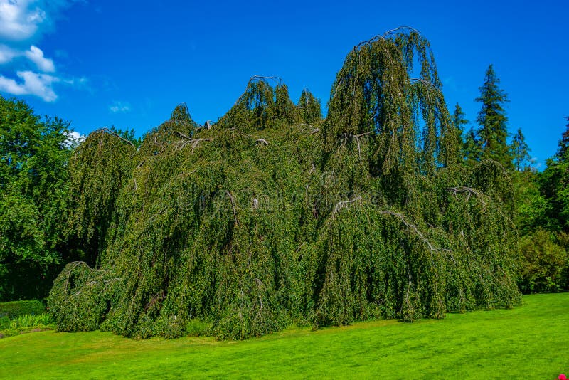 Gardens at Solliden Palace in Sweden Stock Image - Image of blossom ...