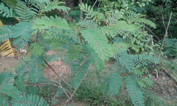 Garding stock photo. Image of garding, tree, leff, verybeautiful ...