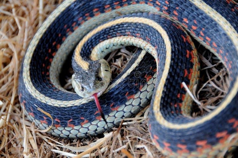 Gardner Snake Sensing Danger Stock Photo - Image of herpetology, head ...