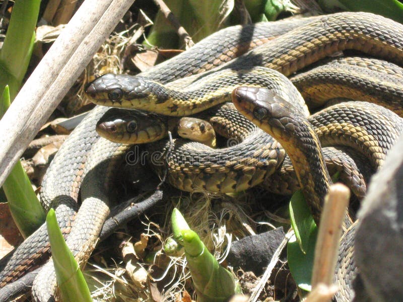 Gardner snakes sunning stock image. Image of greenery - 63478323