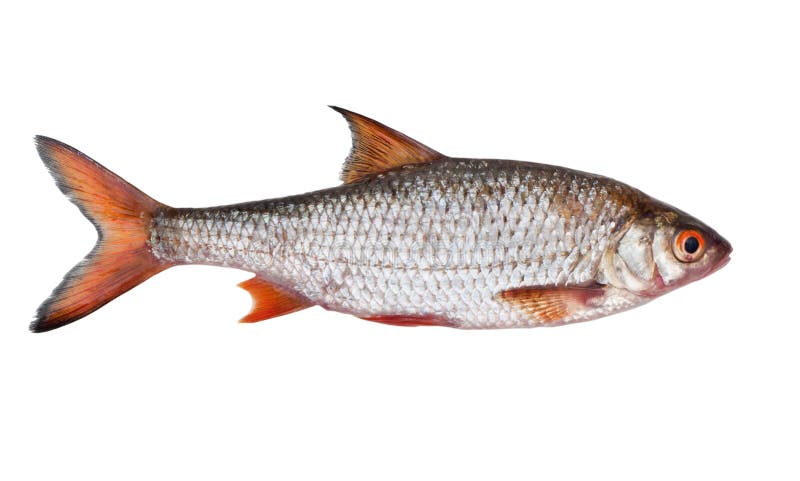 8,400 Gardon Photos libres de droits et gratuites de Dreamstime