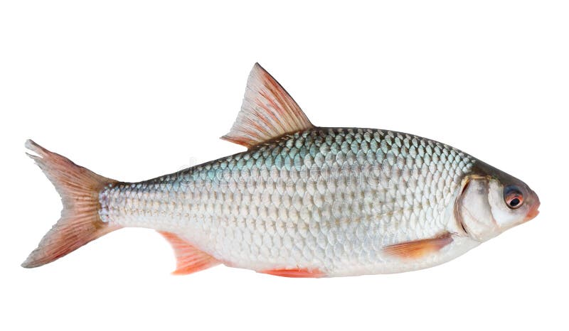 11,664 Photos de Gardon - Photos de stock gratuites et libres de droits ...