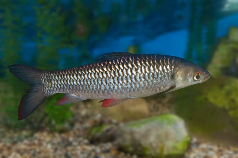 Gardon Commun Dans L'aquarium Image stock - Image du projectile, europe ...