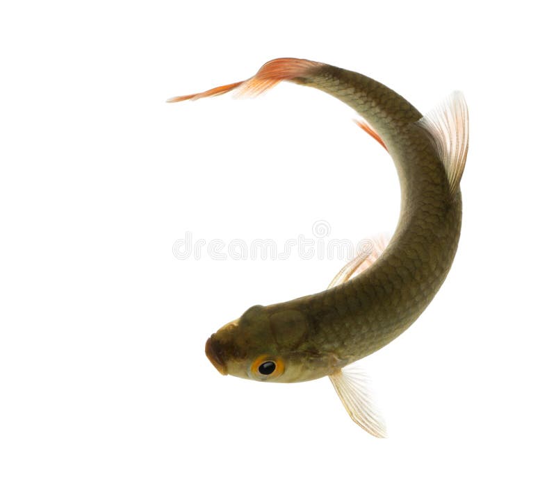 11,551 Gardon Photos libres de droits et gratuites de Dreamstime