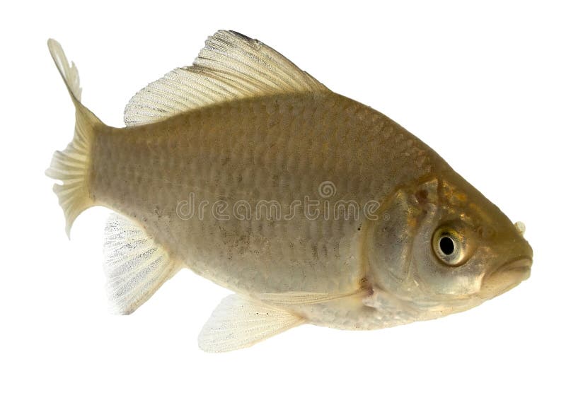 Gardon Commun Dans L'aquarium Image stock - Image du photographie ...