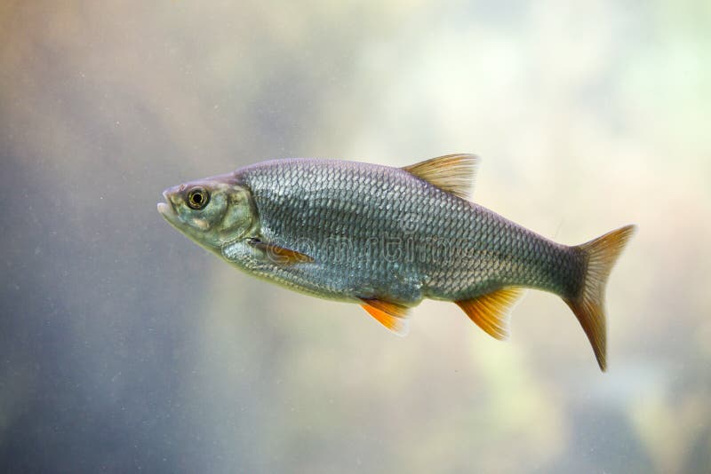 Gardon Commun Dans L'aquarium Image stock - Image du photographie ...
