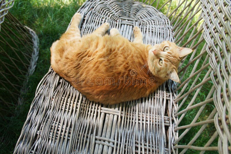 2,643 Garfield Vector Stock Photos - Free & Royalty-Free Stock Photos ...